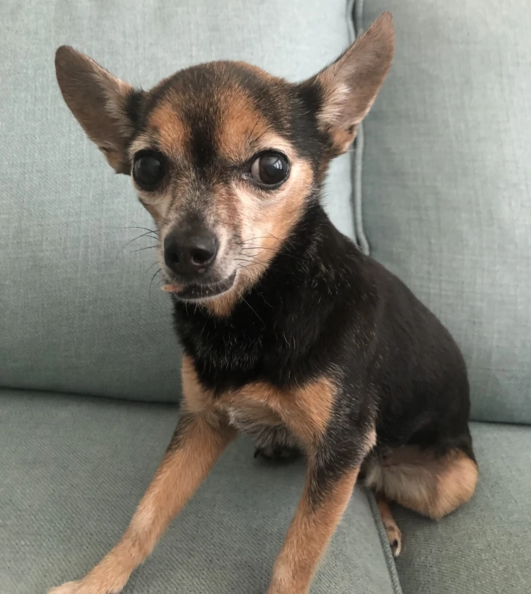 Discuss Everything About Creatures of Sonaria Wiki | Fandom