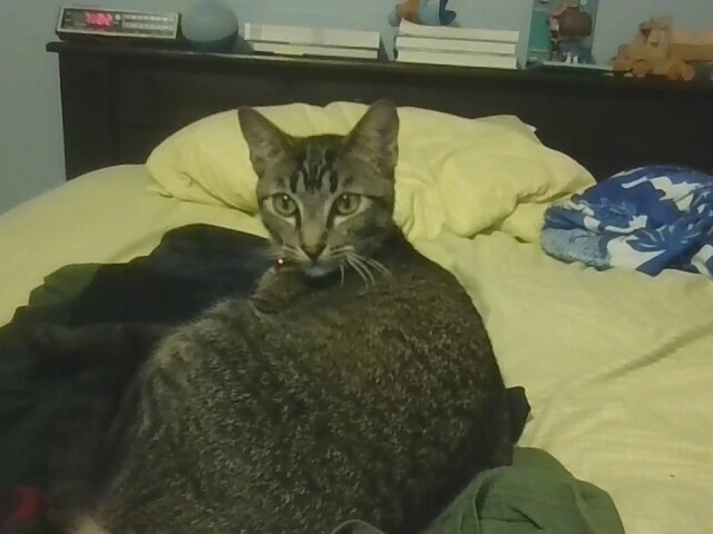 Rate my cat | Fandom