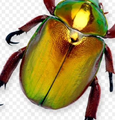 Do you like insects? | Fandom