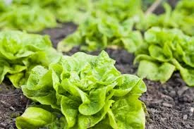 Lettuce | Fandom