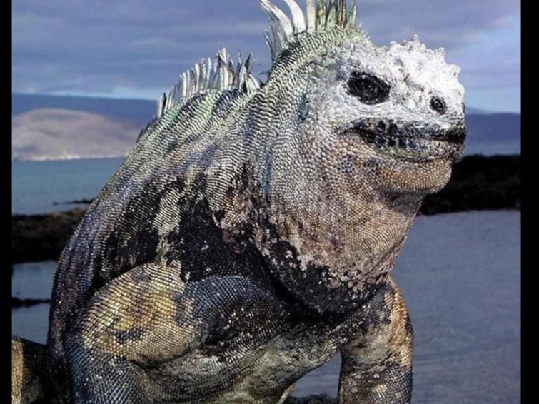 Literally every Godzilla with multiple forms be like | Fandom