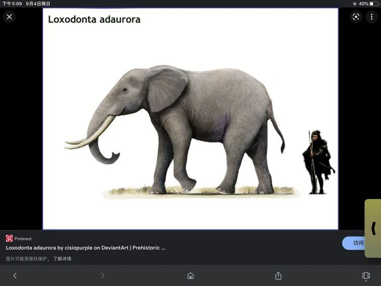 I found a 3rd African Elephant Species! | Fandom