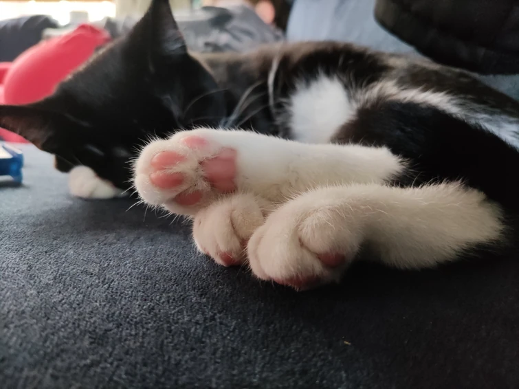 Eepy cat #2 | Fandom