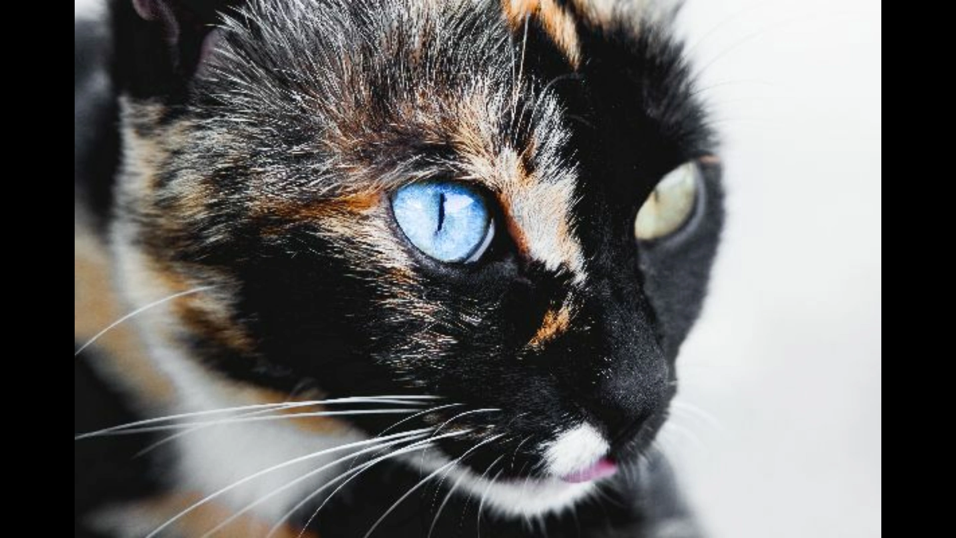 I found Catra in cat form in real life! | Fandom