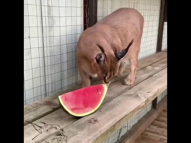 hardcore tower thingy please help me my sanity is rapidly decreasing ...