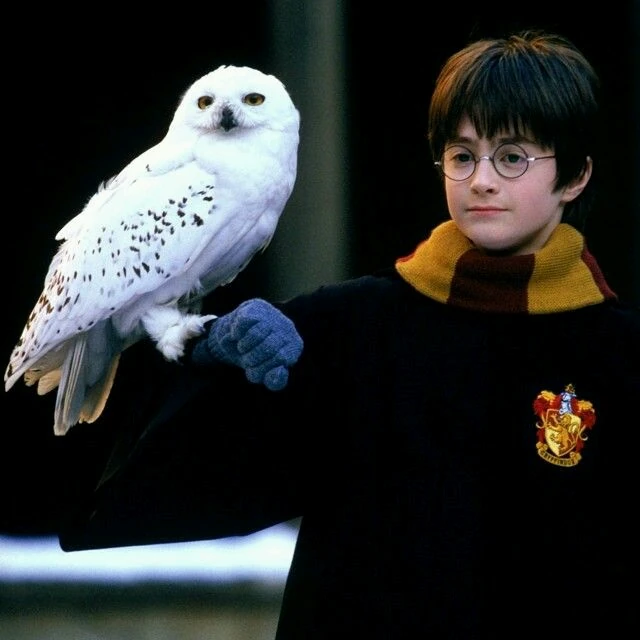 harrypotter | Fandom
