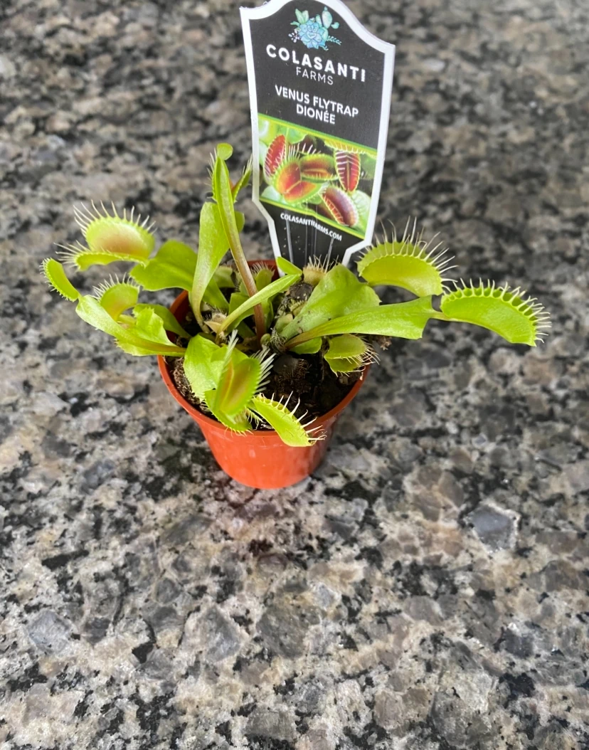 I got a Venus flytrap | Fandom