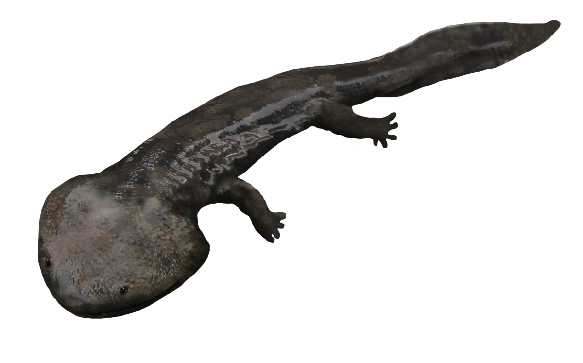 Carchar looks kool now | Fandom