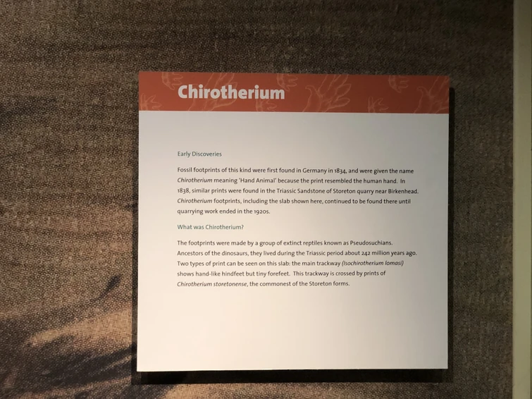 What was Chirotherium? | Fandom