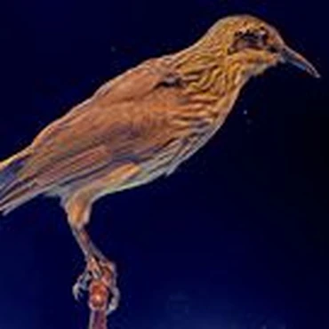 Discuss Everything About Dinopedia | Fandom