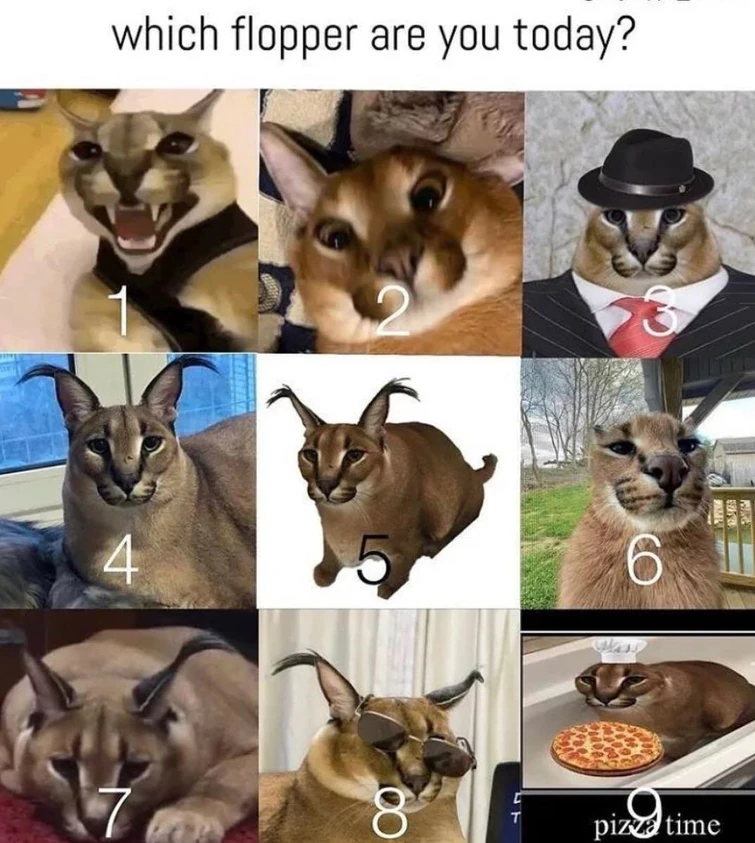 Discuss Everything About Floppapedia Revamped Wiki | Fandom