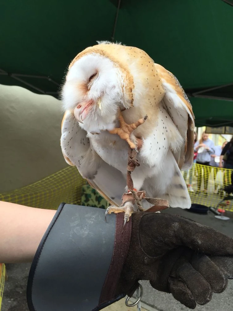 Best mewing ever | Fandom