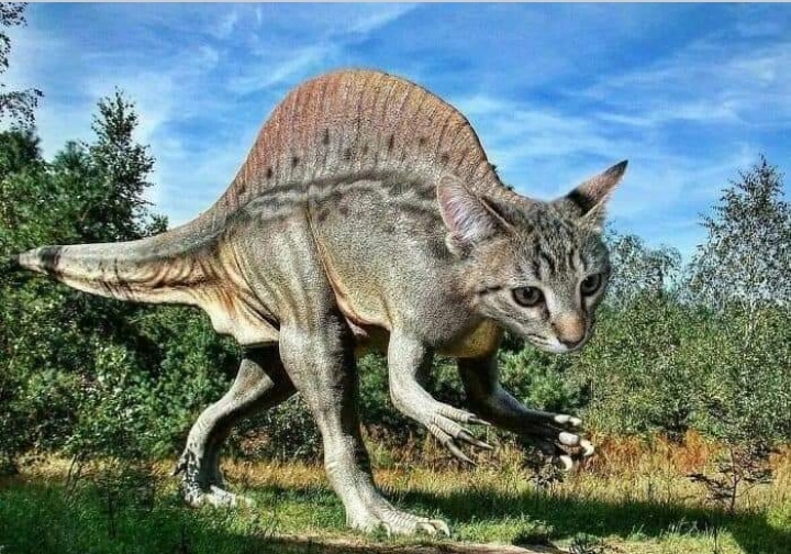 Spinocat | Fandom