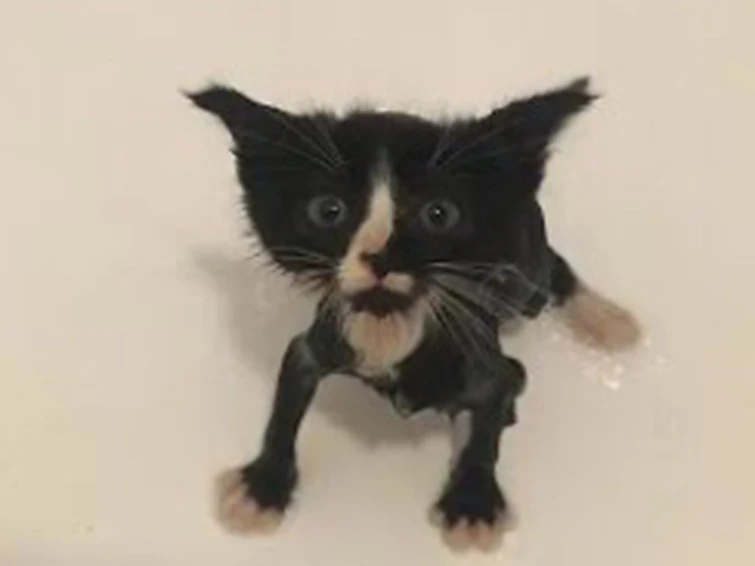 cwasont🥐🥐🥐🥐🥐🥐🥐 | Fandom