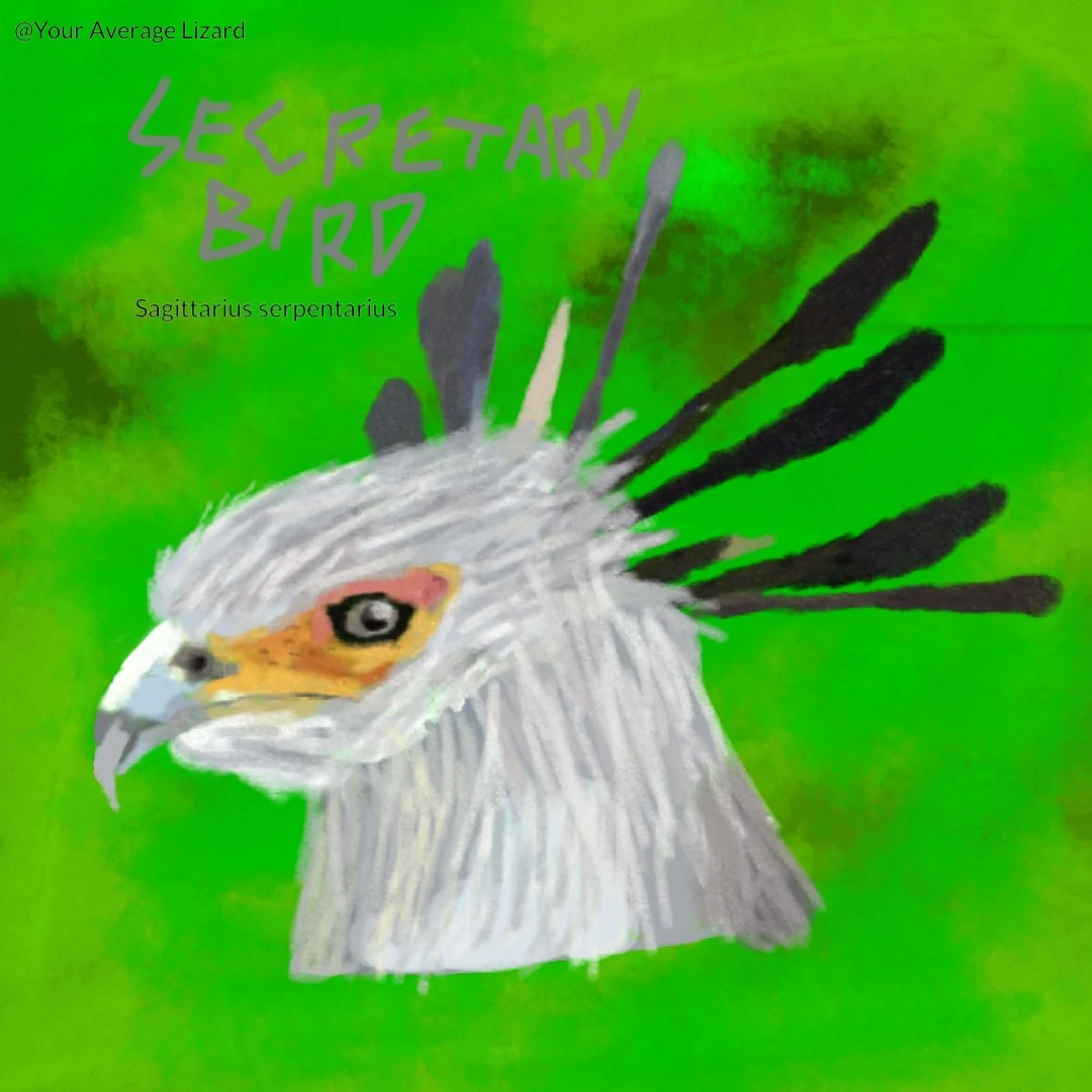 Secretary Bird (Sagitarrius serpentarius)||Realism Art | Fandom