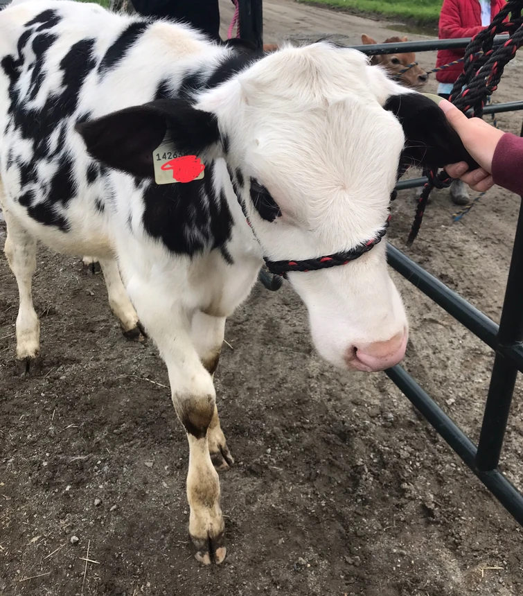 4-H (plus my cow) | Fandom