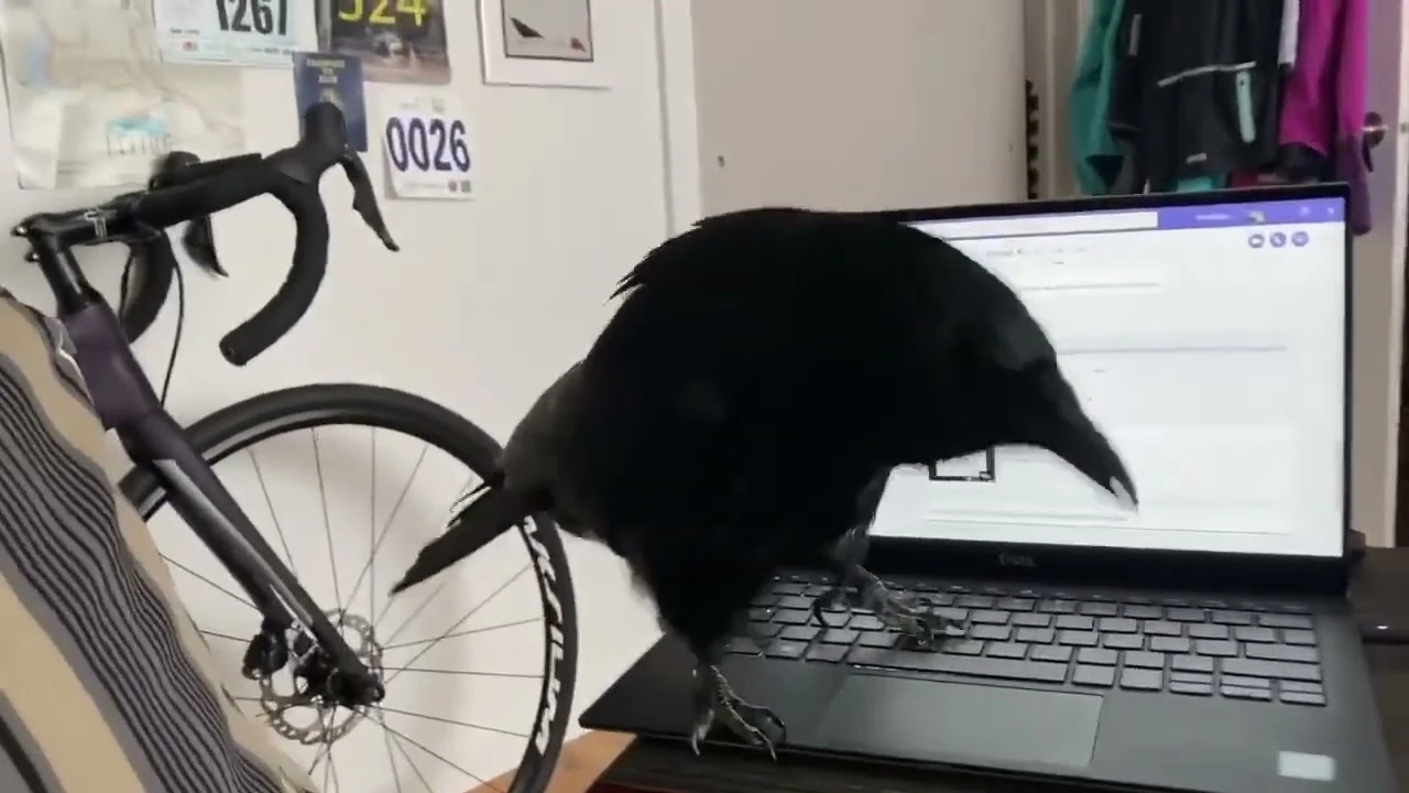 You pick crows because you think they're cool and edgy | Fandom