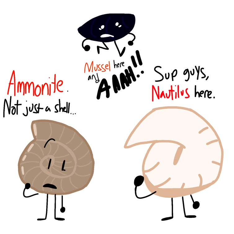 More Shells!! | Fandom