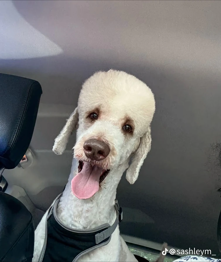 If BFDI wikians were on a show who would win | Fandom