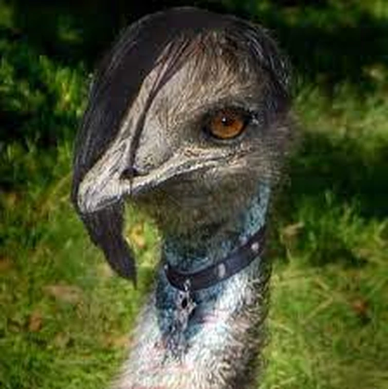 Emo emu | Fandom