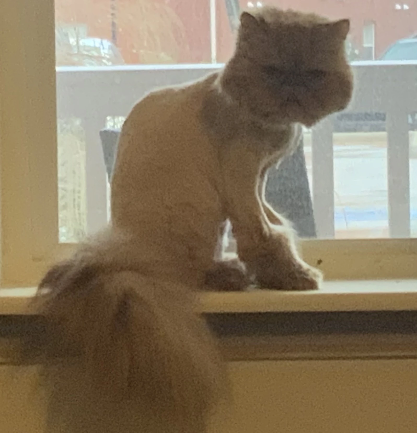 He was shaved | Fandom