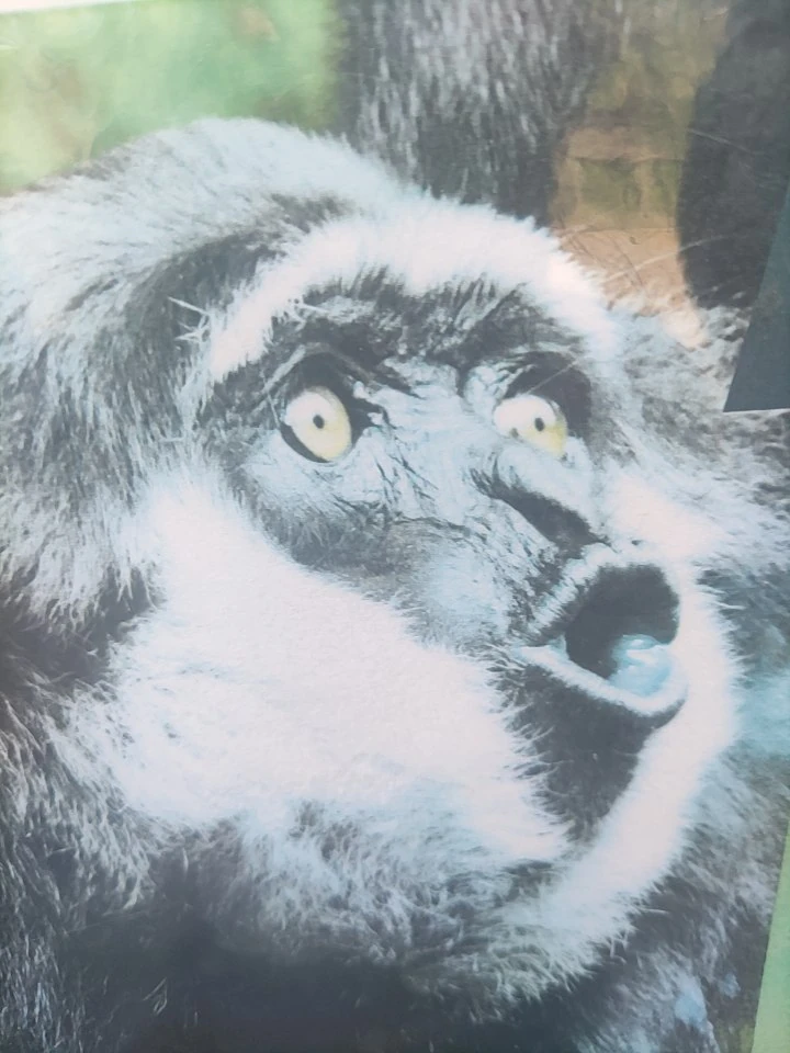 Pogchamp monke | Fandom