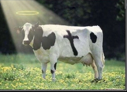 HOLY COW | Fandom