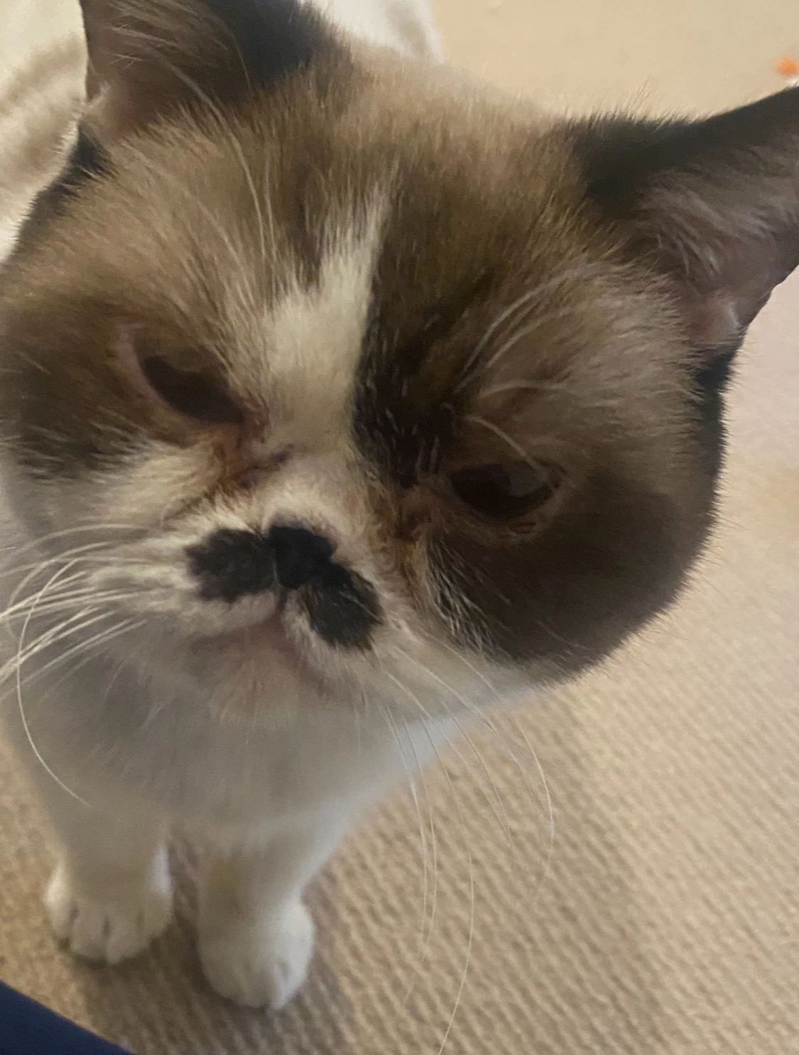 my cat is so alien | Fandom