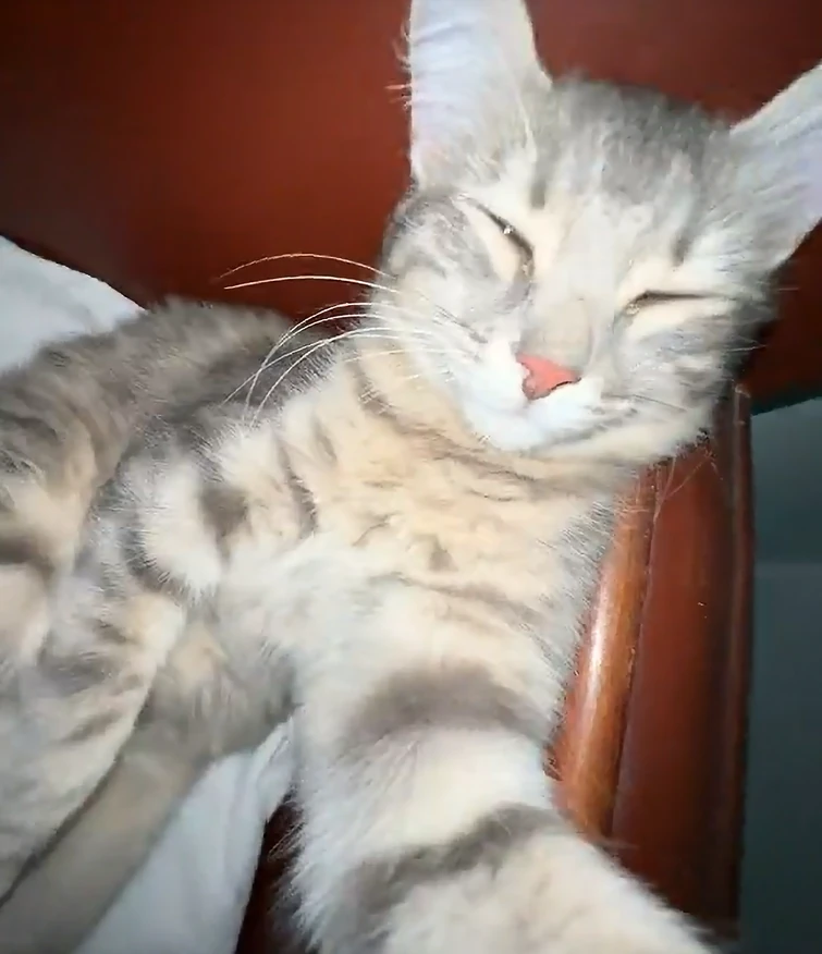 face reveal | Fandom