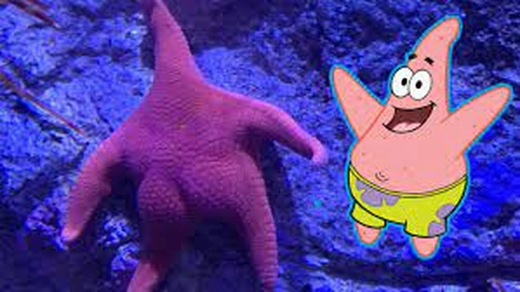 hyper-realistic patrick star | Fandom