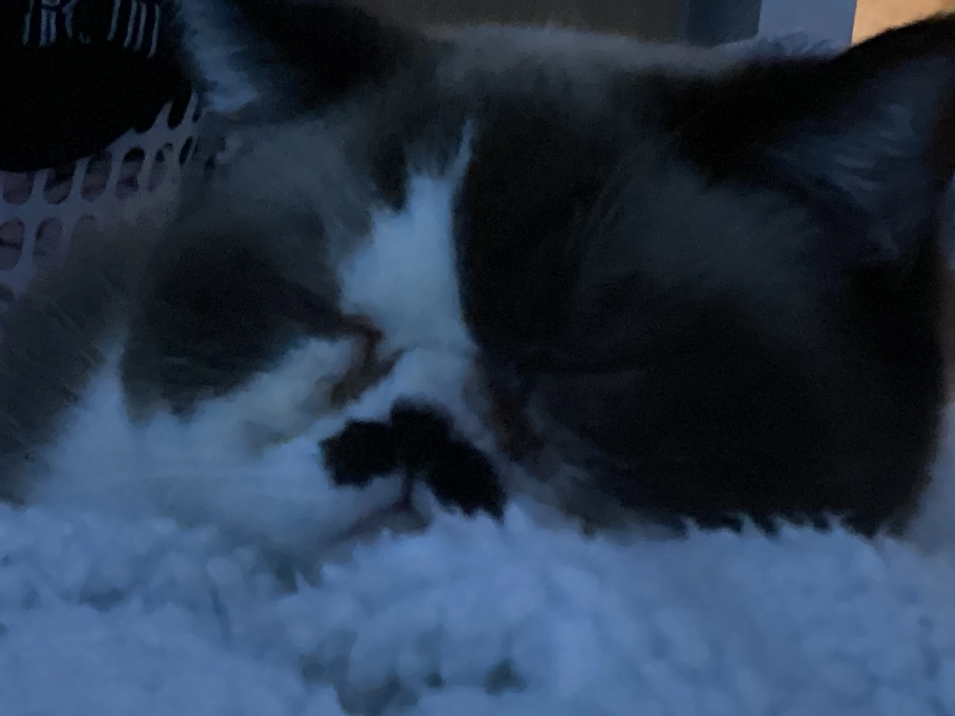 awww tghe silly scrunkle crunchkle munchkin | Fandom