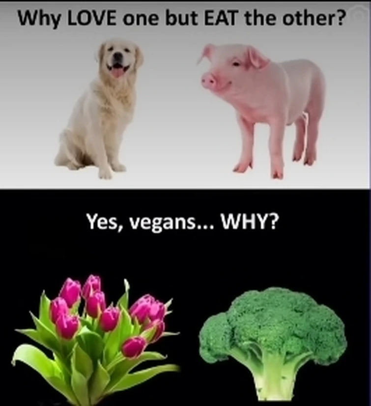 Send the randomest image you have | Fandom