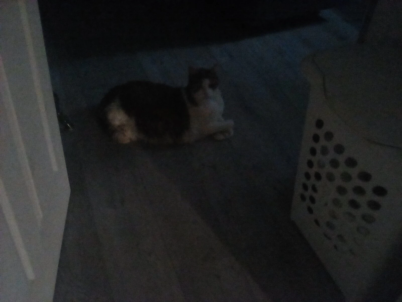 Daily Cat Image #415 | Fandom