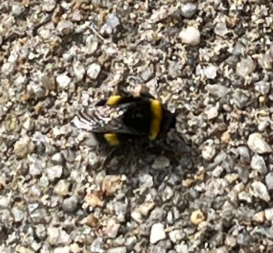 i saw a bumblebee today | Fandom