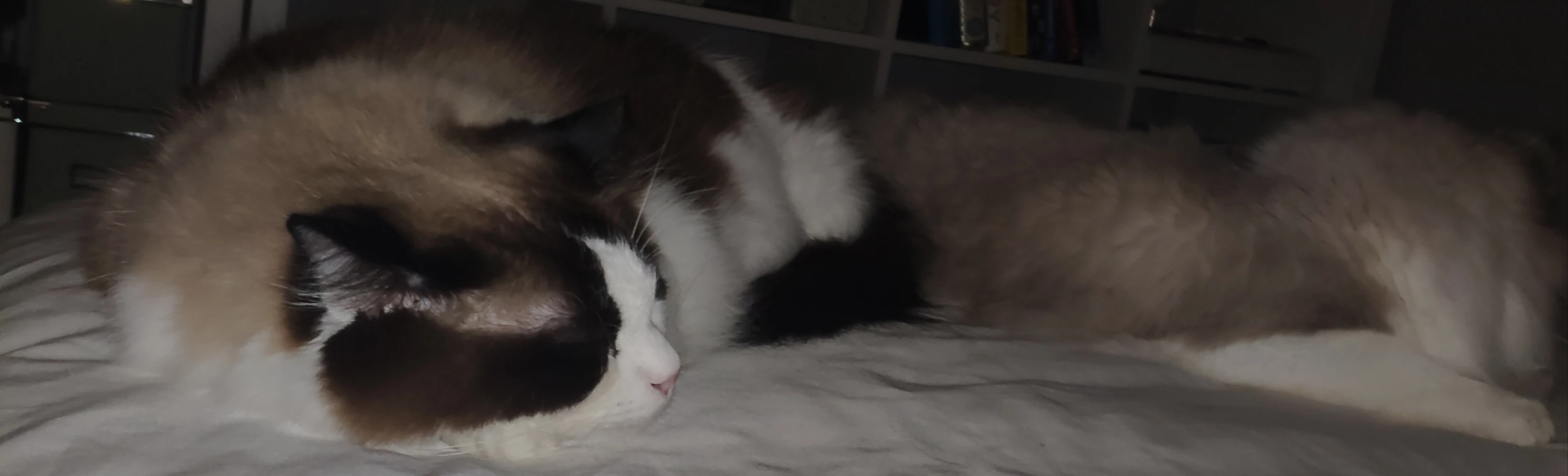 shhh dog people are asleep, upvote cat sleepy | Fandom