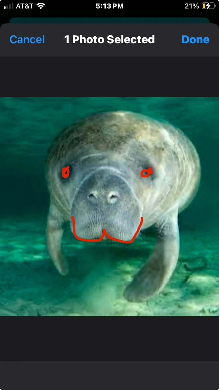 if you want :3 come to florida for manatees | Fandom