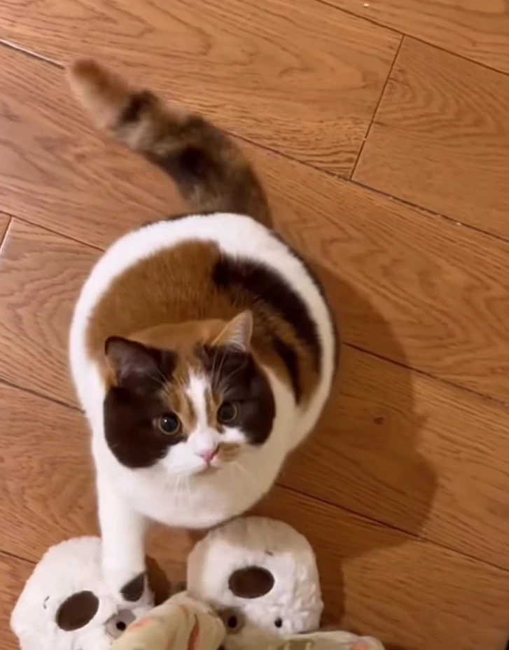 Sob idk if imma be active gng | Fandom