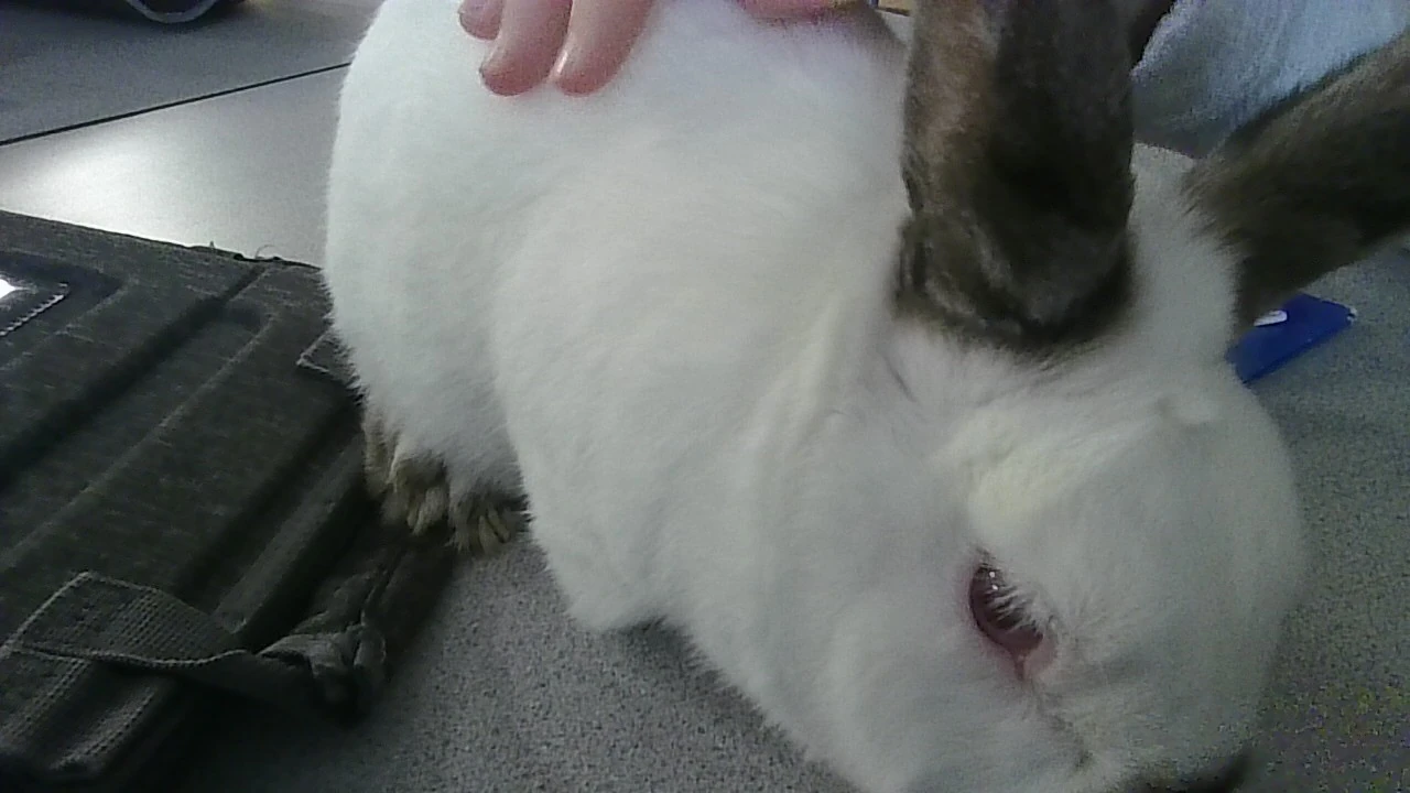 Ollie the rabbit | Fandom