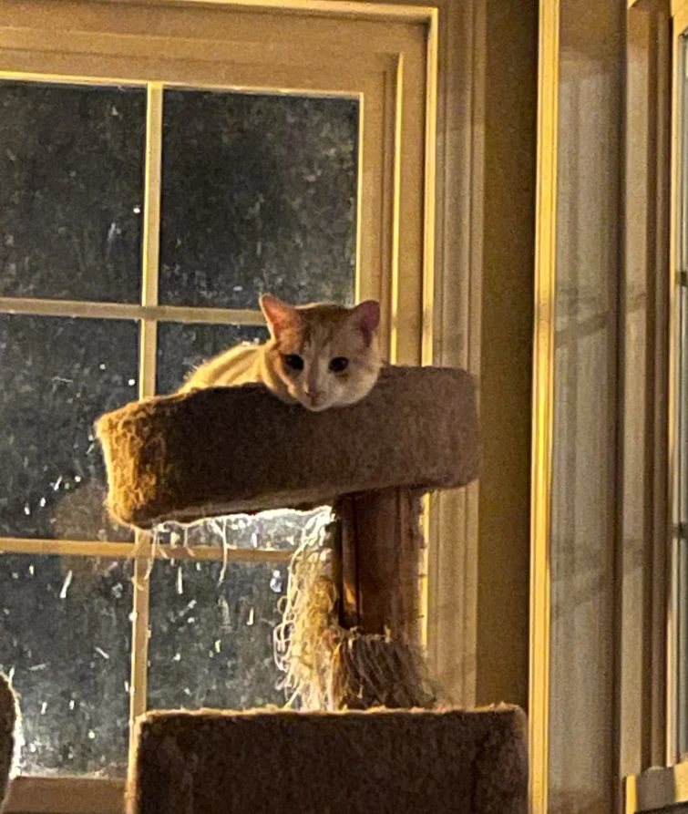 Daily Cat Image #465 + 466 | Fandom