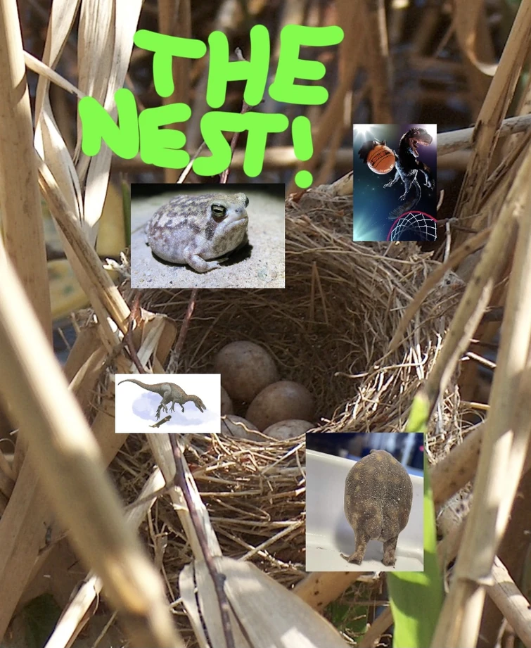 Will the nest ever come back? | Fandom