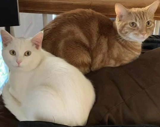 IRL Ginny and Bitsy 3 | Fandom