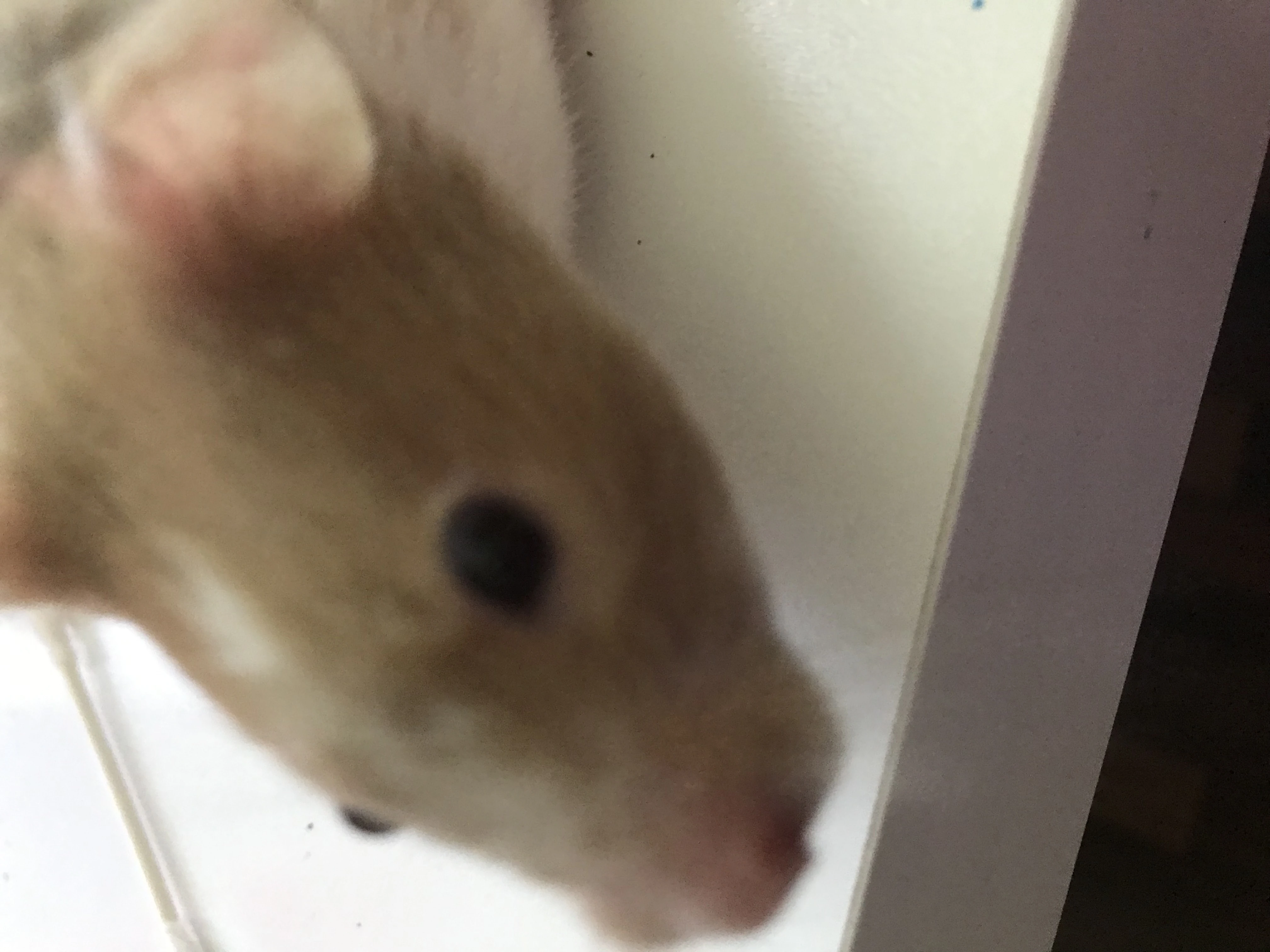 Ham rate creature | Fandom