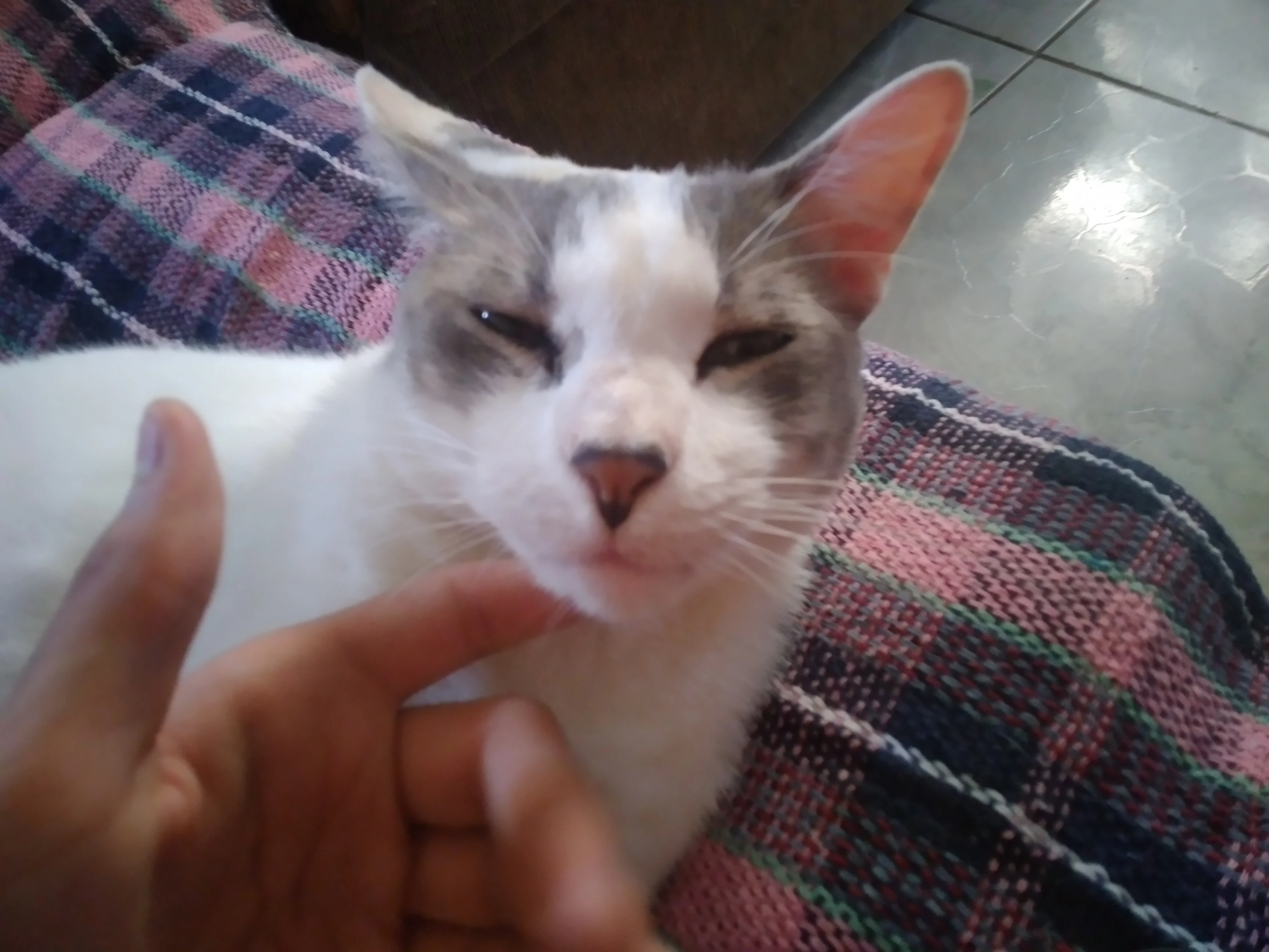 Cat pics to lighten up your chipper day #1 | Fandom