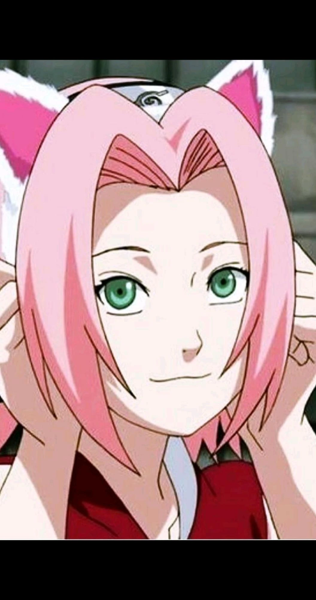 Cute sakura | Fandom