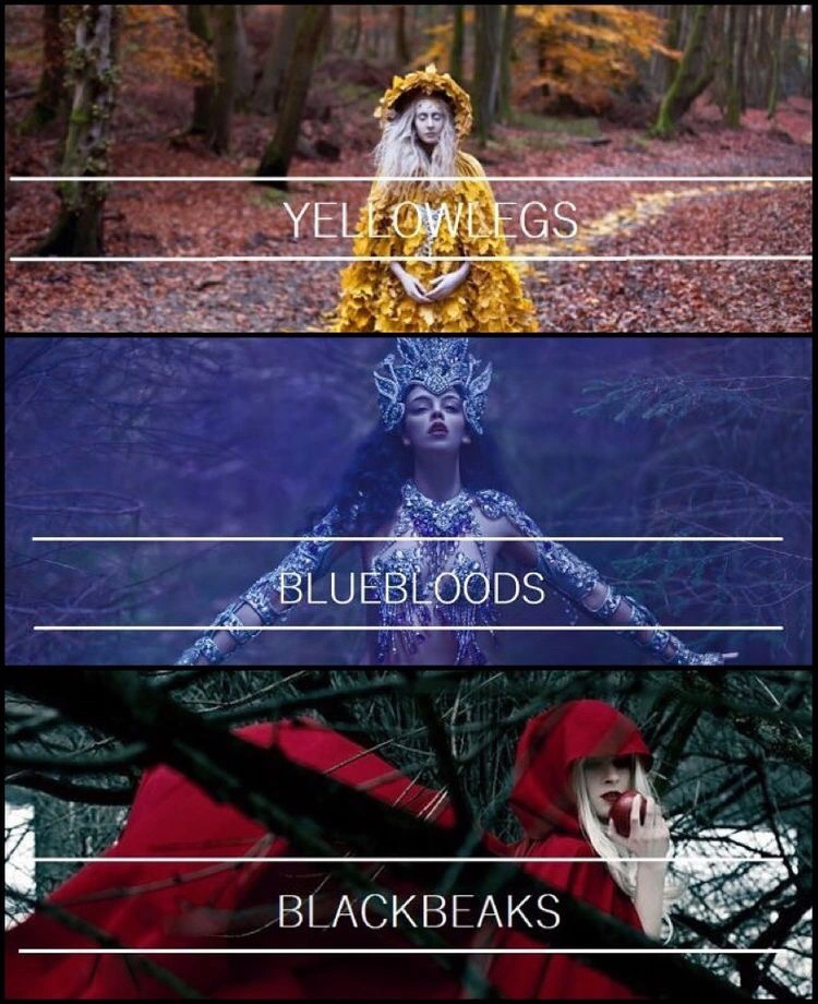 All Ironteeth Witch Clan’s💛💙🖤 | Fandom