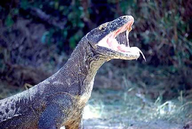 Discuss Everything About Cryptid Wiki | Fandom