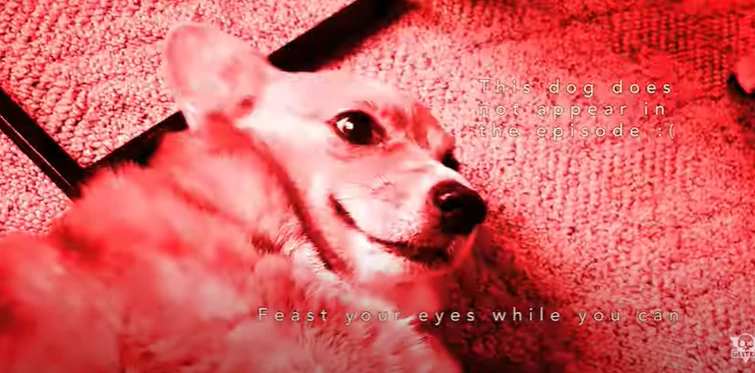 Beatboxing puppy | Fandom