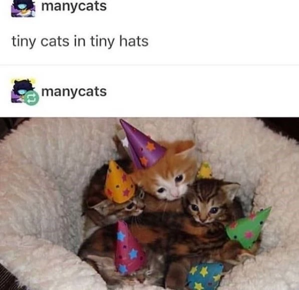 Join our silly cat group | Fandom
