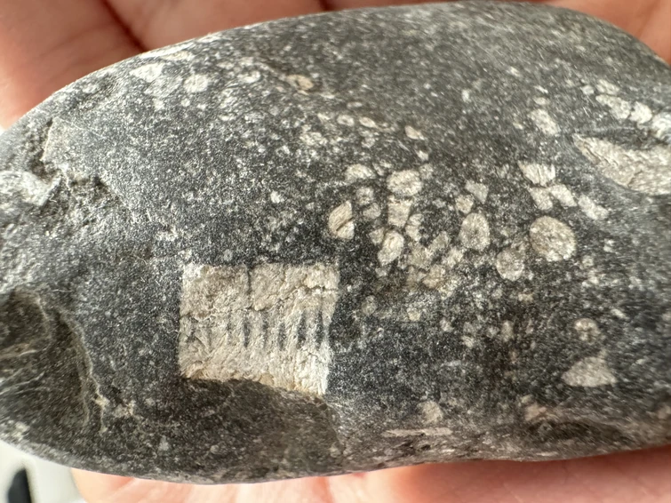 Dinopedia IDs this fossil | Fandom