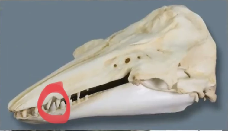 Titanus Vishnu Carcass | Fandom